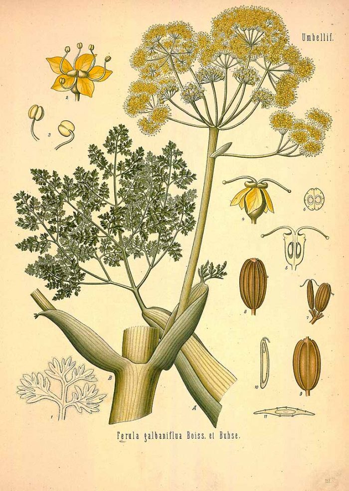 Galbanum 100% esenciálny olej | Phytos