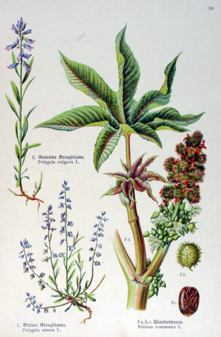 Pačuli 100% esenciálny olej | Phytos